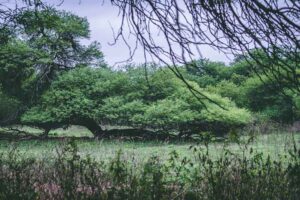 Instituto de Turismo del Chaco | PN El Impenetrable